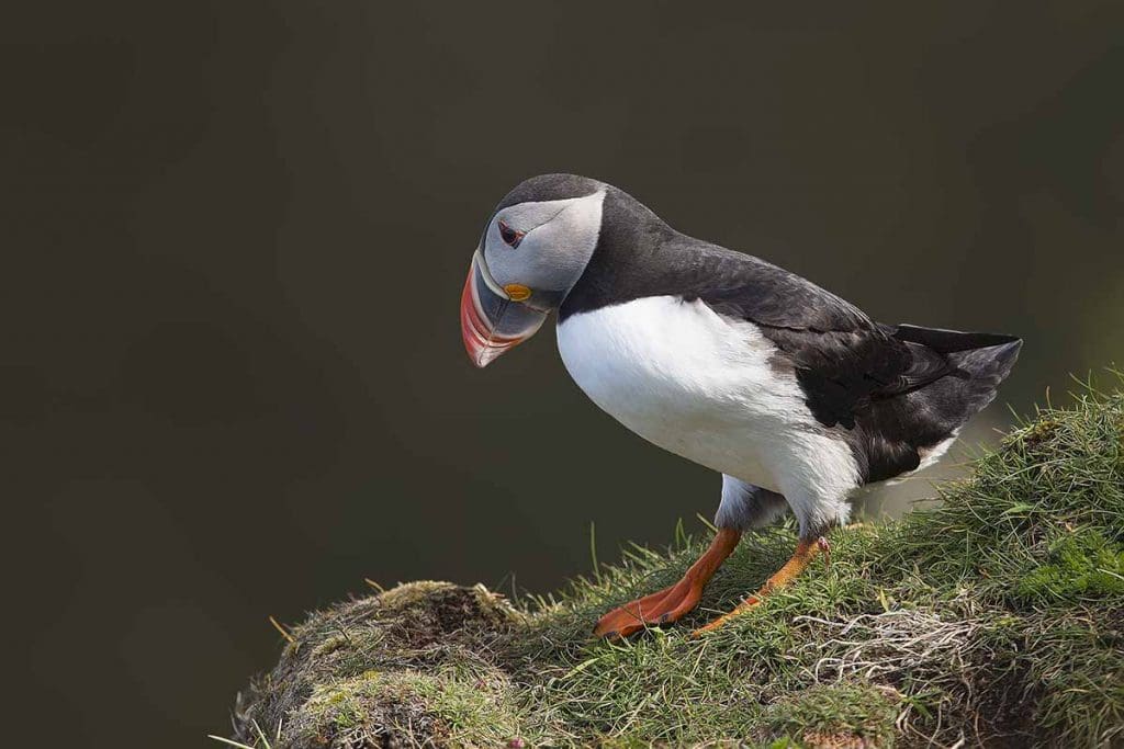 Where Can I see Puffins in the UK (by a wildlife photographer)