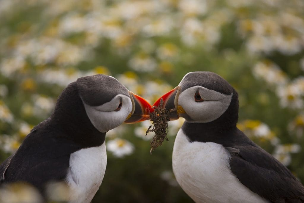 Where Can I see Puffins in the UK (by a wildlife photographer)